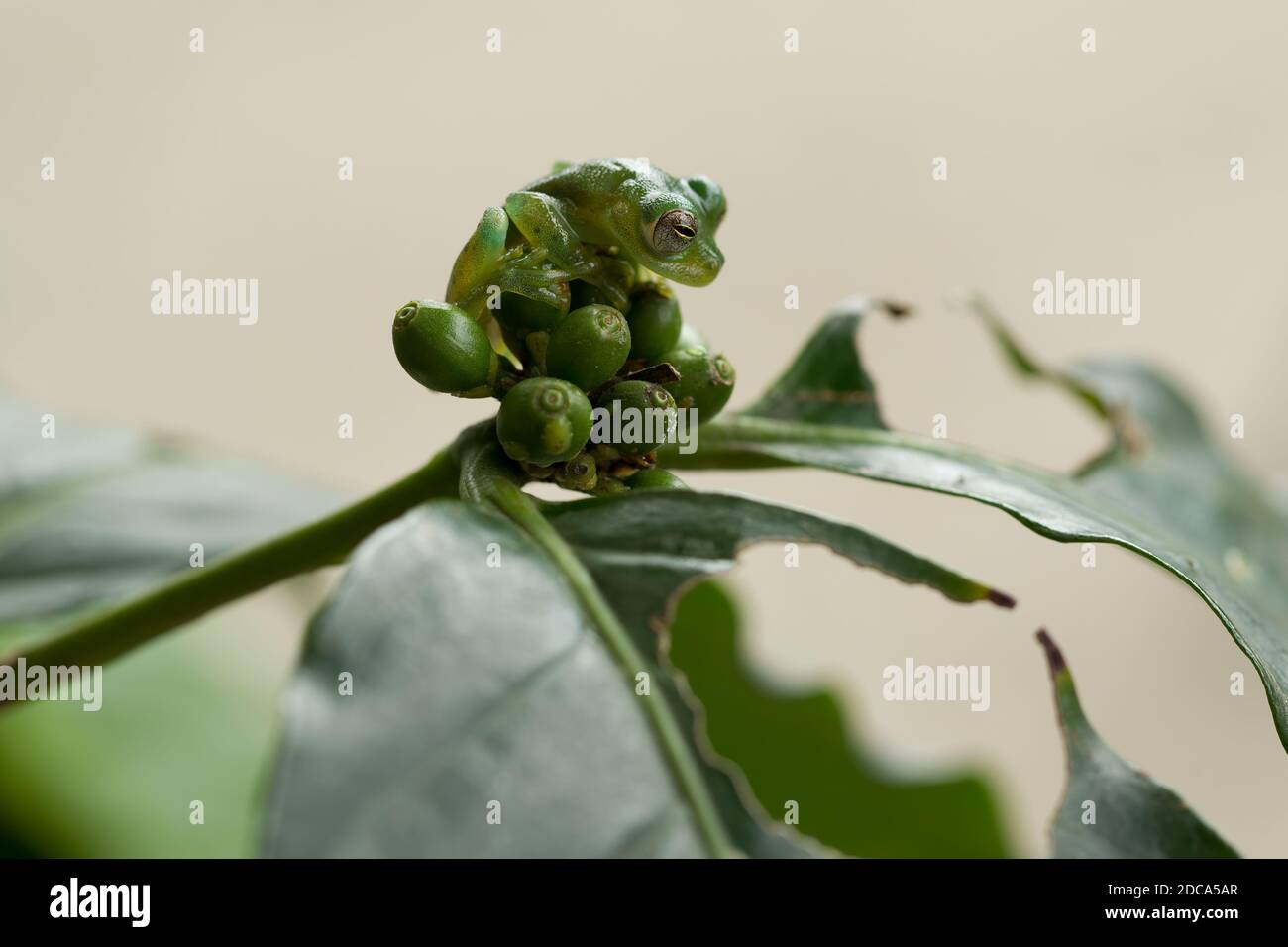 The Granulated Glass Frog, Cochranella granulosa, is primarily a ...
