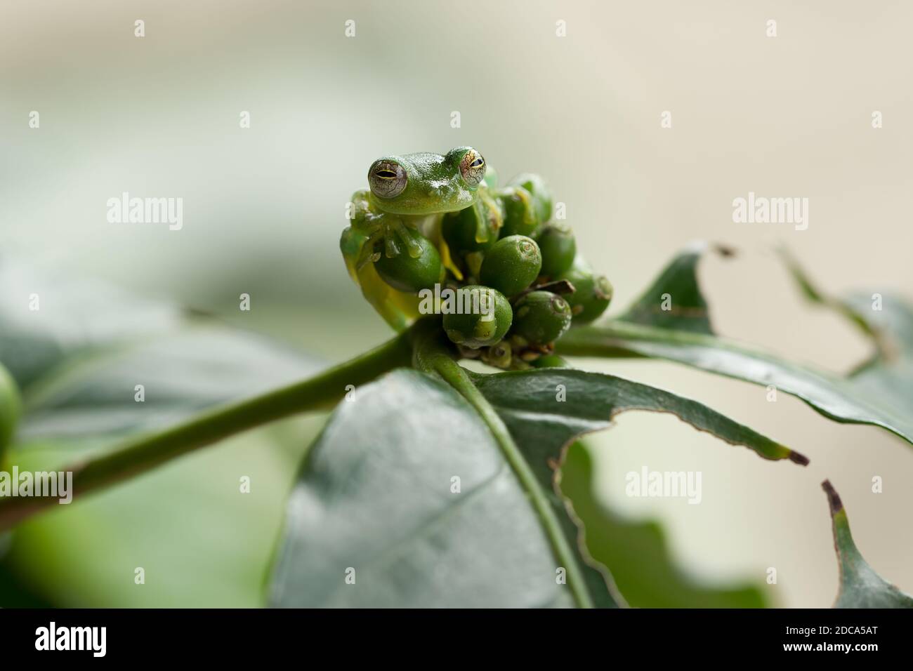 Granulated glass frog hi-res stock photography and images - Alamy