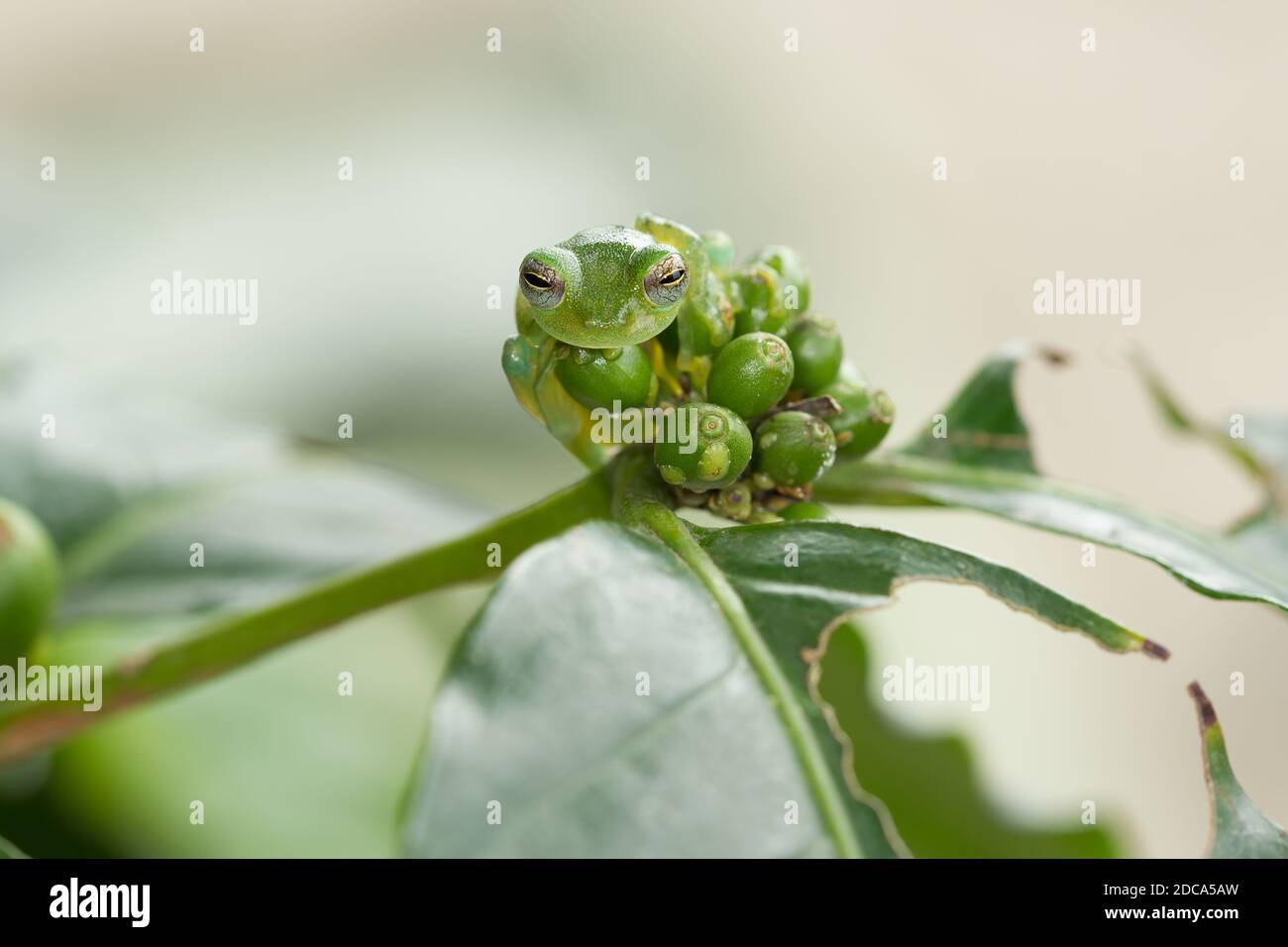 Grainy cochran frog hi-res stock photography and images - Alamy