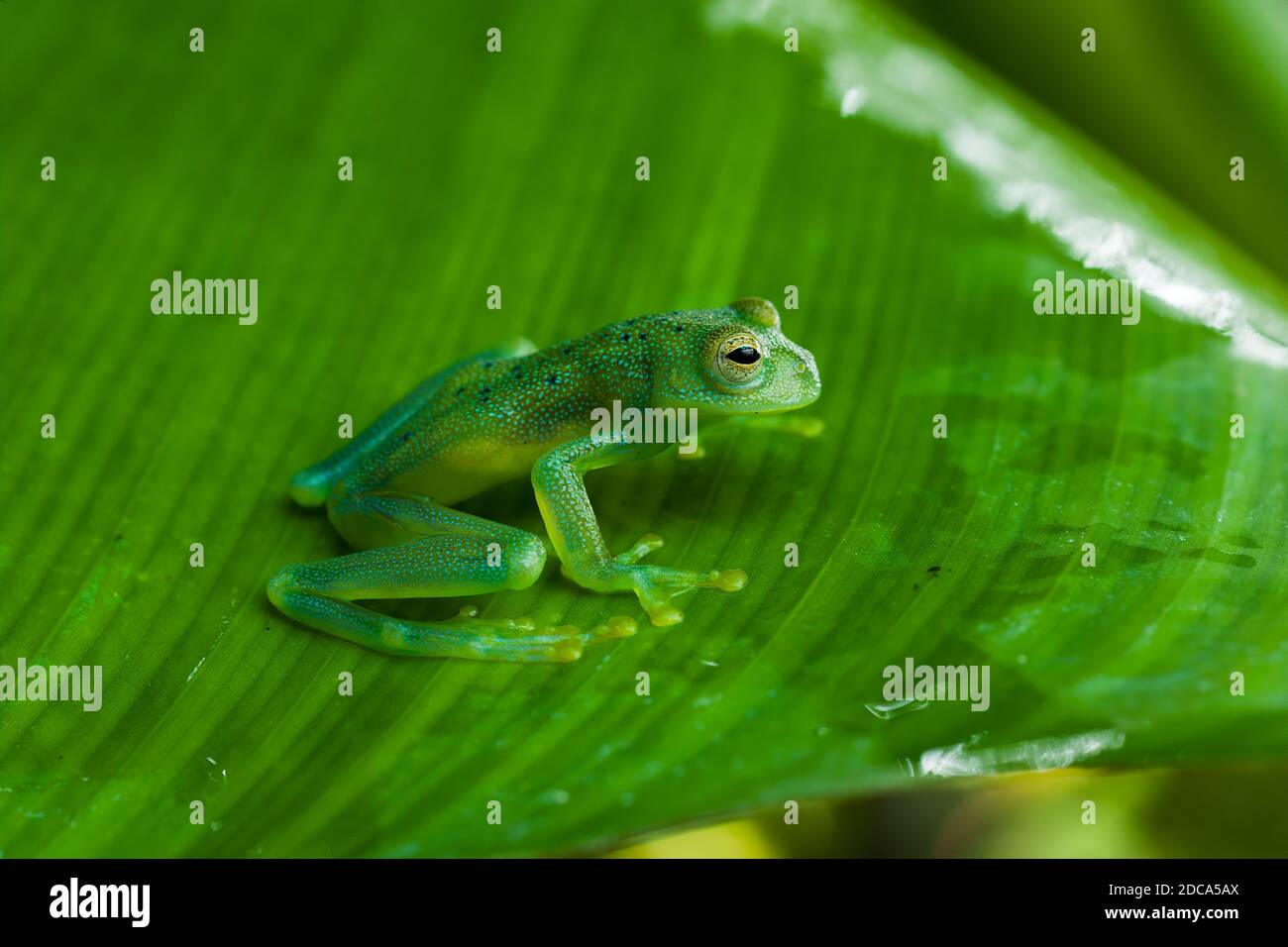 The Granular Glass Frog, Cochranella granulosa , is a small, nocturnal ...