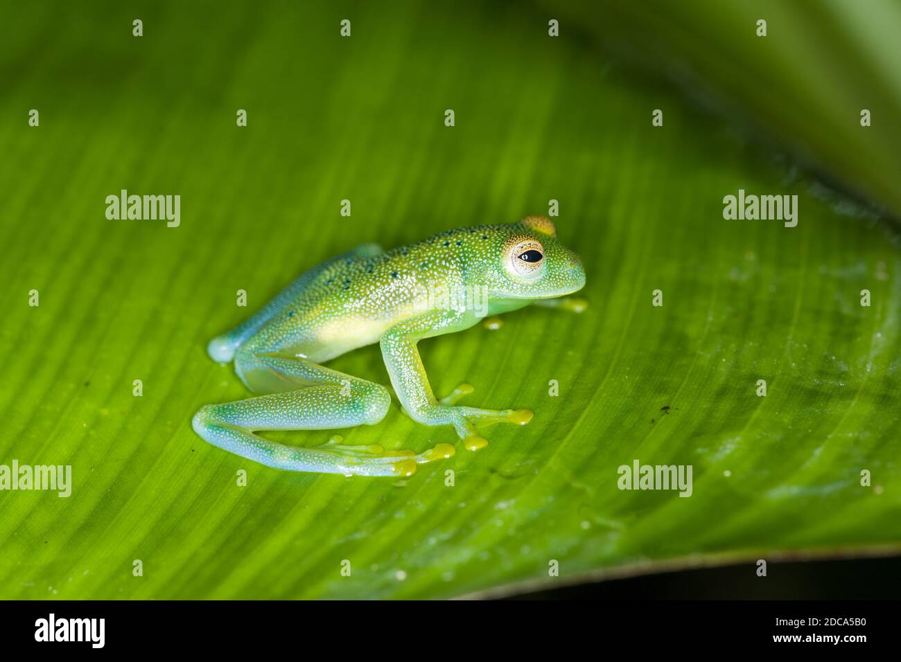 Spotted glass frog hi-res stock photography and images - Alamy