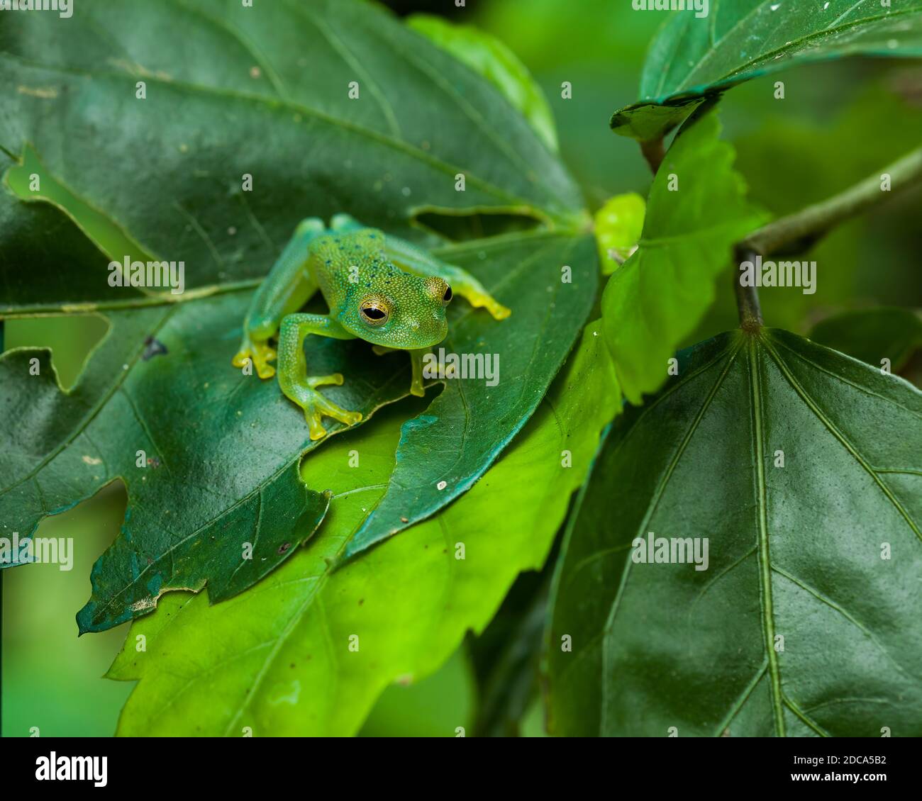 Arboreal insectivore hi-res stock photography and images - Alamy