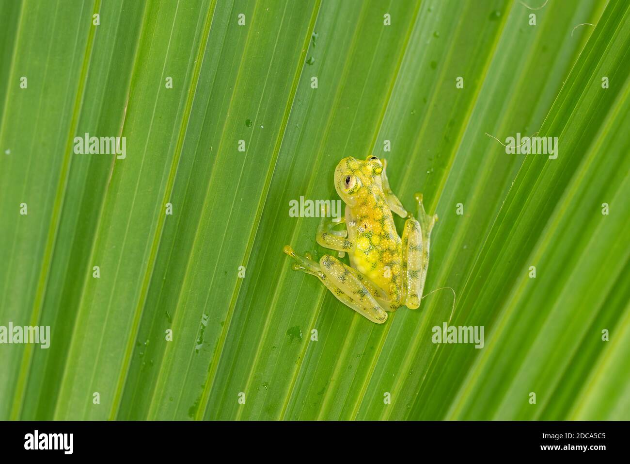 The Reticulated Glass Frog, Hyalinobatrachium valerioi, is a nocturnal ...