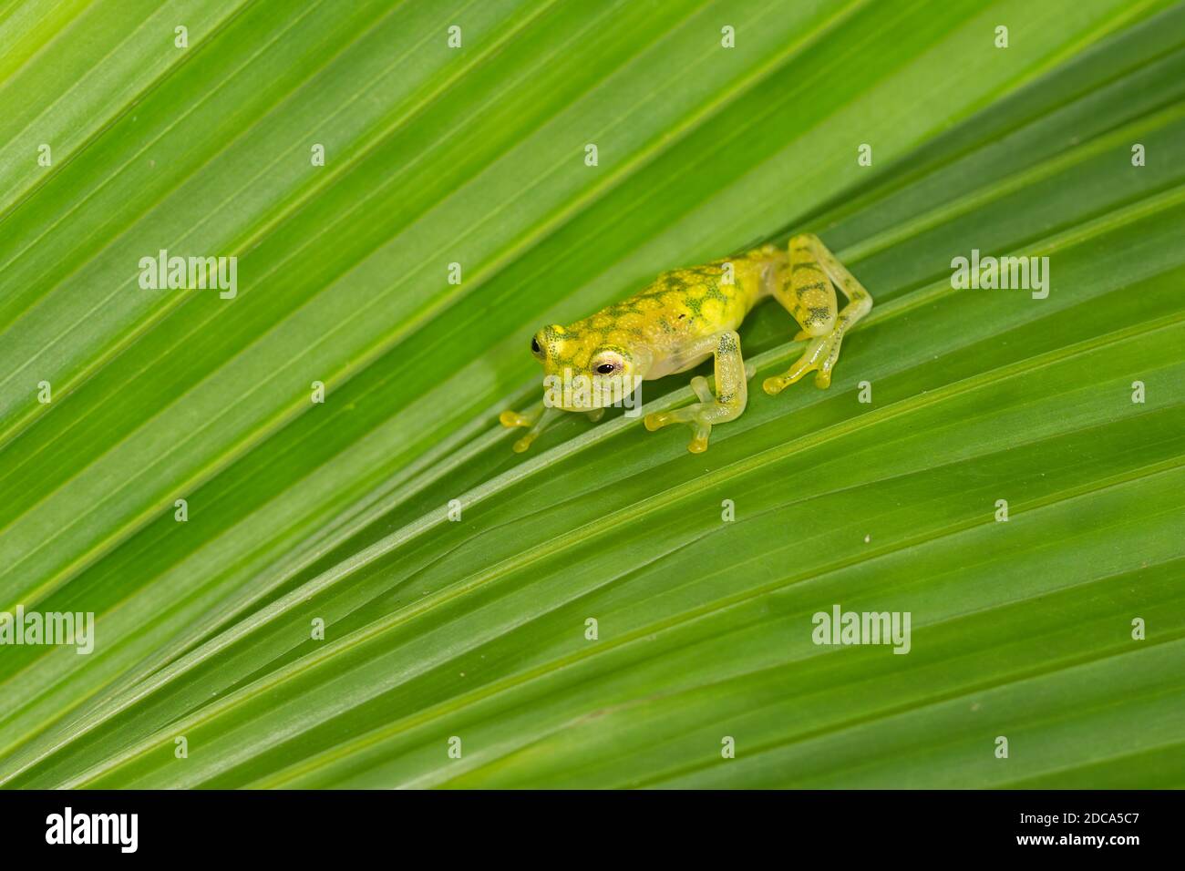 The Reticulated Glass Frog, Hyalinobatrachium valerioi, is a nocturnal ...