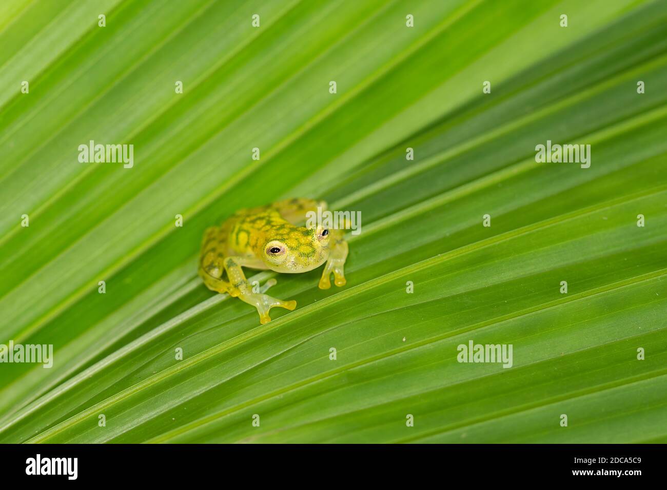 The Reticulated Glass Frog, Hyalinobatrachium valerioi, is a nocturnal ...
