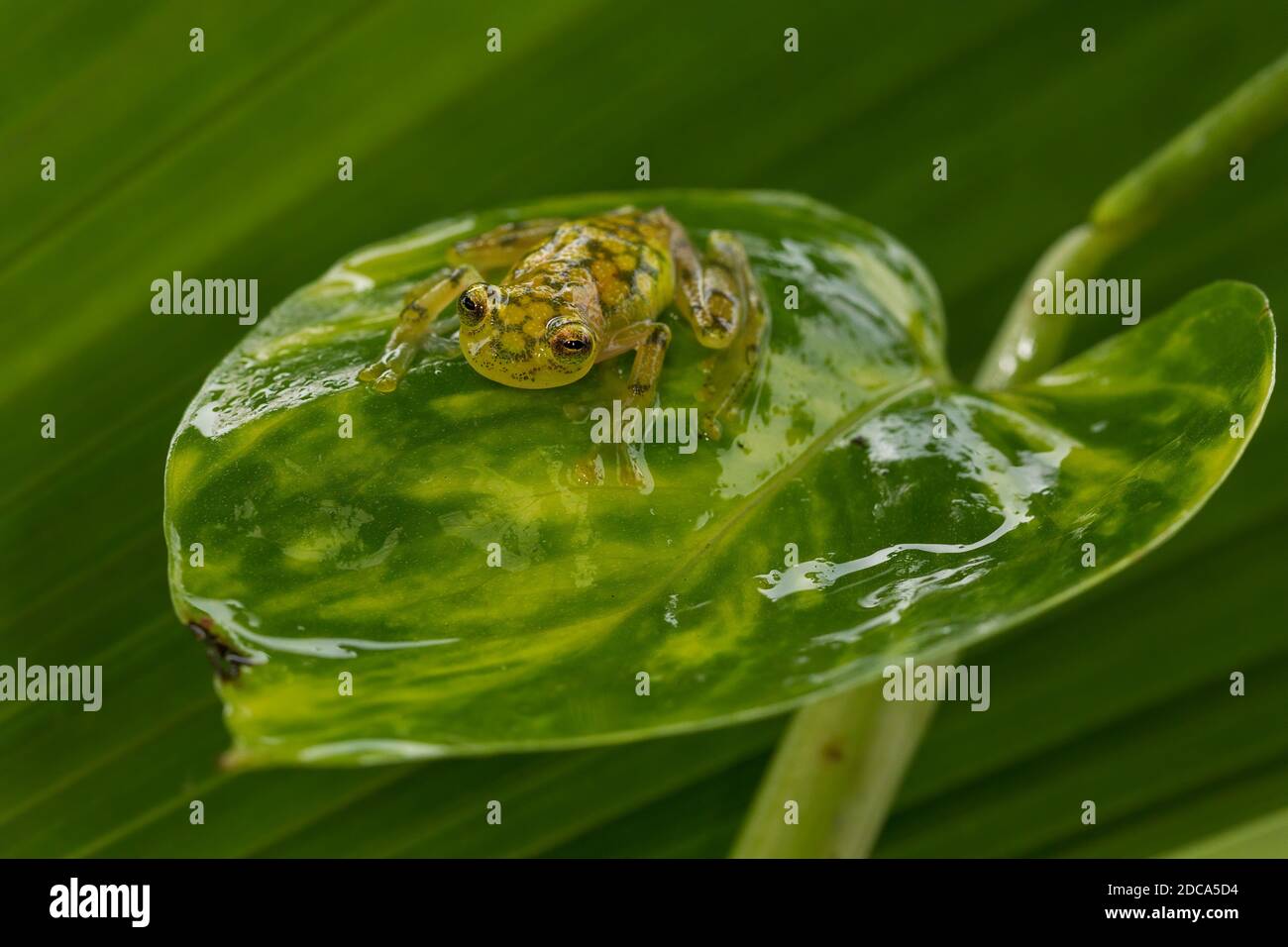 The Reticulated Glass Frog, Hyalinobatrachium valerioi, is a nocturnal ...