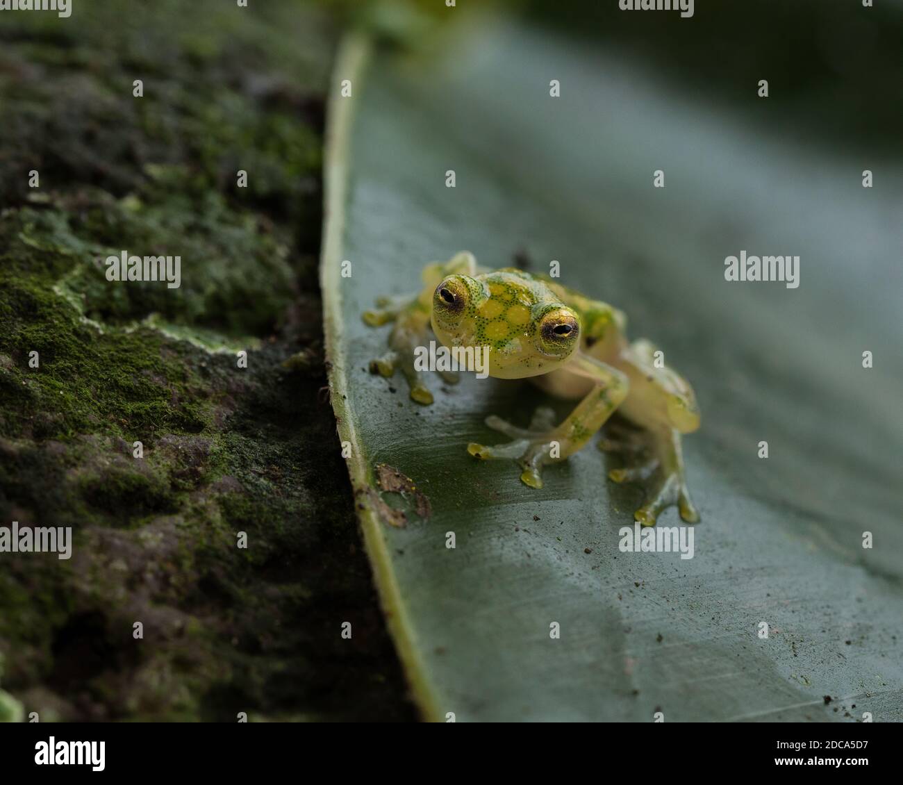 The Reticulated Glass Frog, Hyalinobatrachium valerioi, is a nocturnal ...