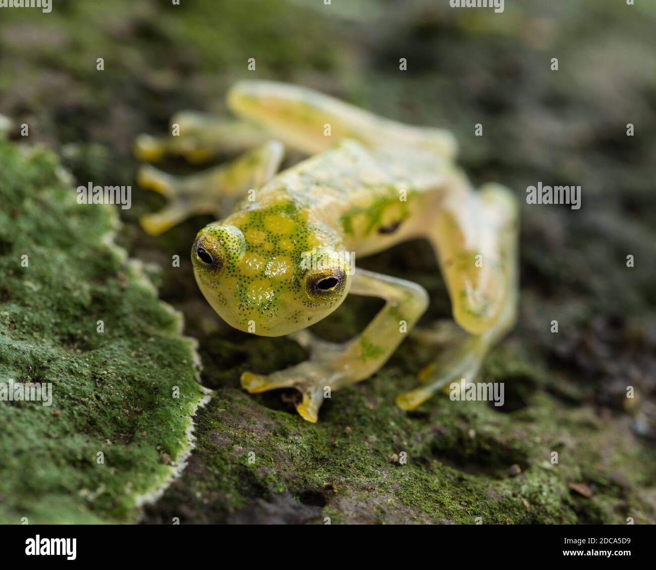 The Reticulated Glass Frog, Hyalinobatrachium valerioi, is a nocturnal ...