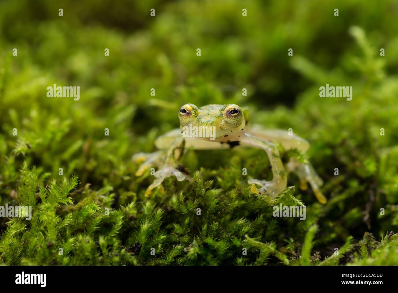 The Reticulated Glass Frog, Hyalinobatrachium valerioi, is a nocturnal ...
