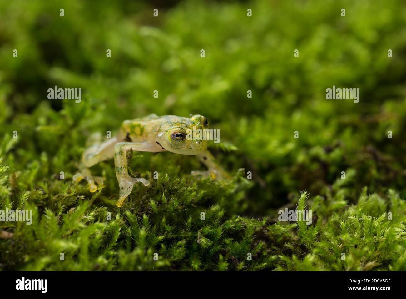 The Reticulated Glass Frog, Hyalinobatrachium valerioi, is a nocturnal ...