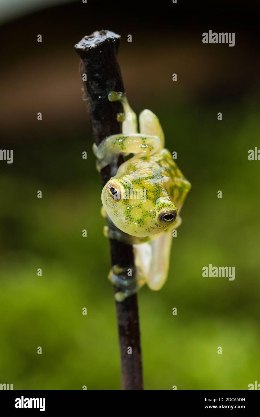 La palma glass frog hi-res stock photography and images - Alamy