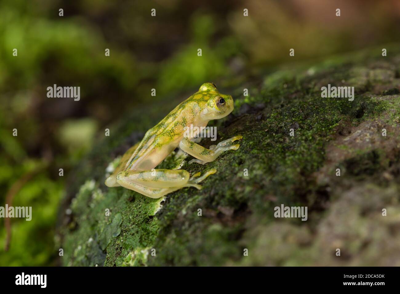 Reticulated glass frog hi-res stock photography and images - Alamy