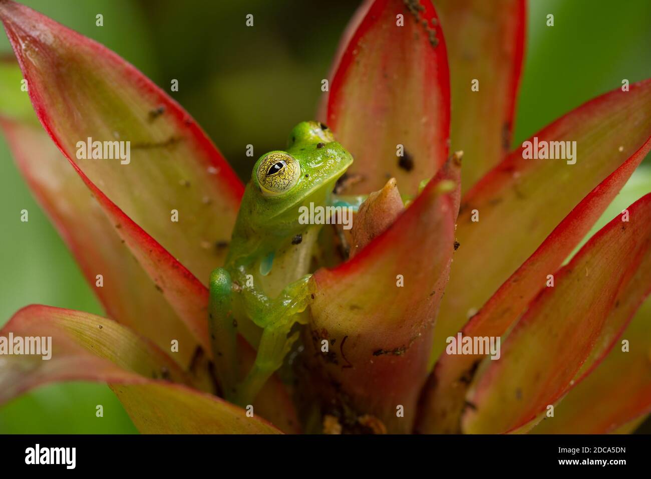 The Reticulated Glass Frog, Hyalinobatrachium valerioi, is a nocturnal ...
