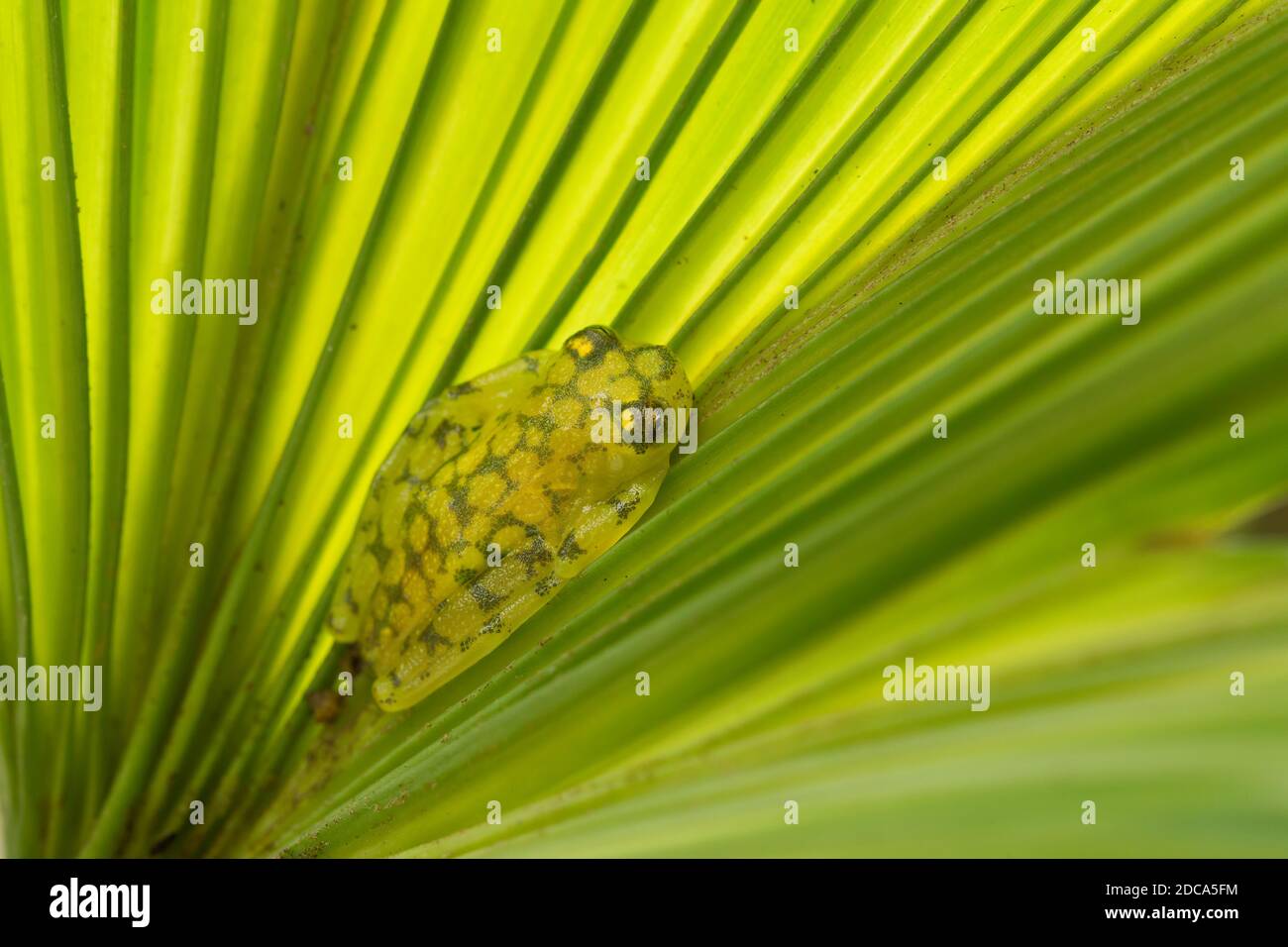 The Reticulated Glass Frog, Hyalinobatrachium valerioi, is a nocturnal ...