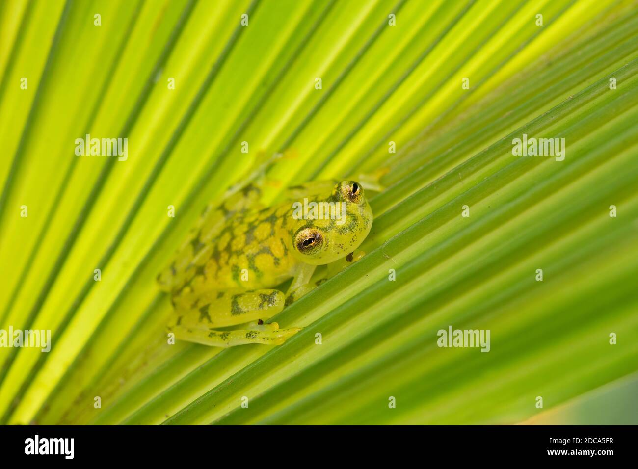 Reticulated leaf frog hi-res stock photography and images - Alamy