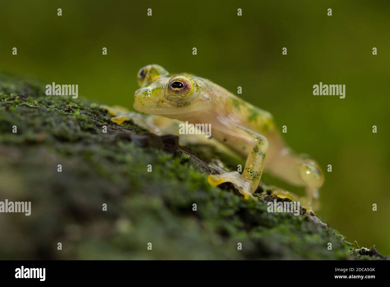 The Reticulated Glass Frog, Hyalinobatrachium valerioi, is a nocturnal ...