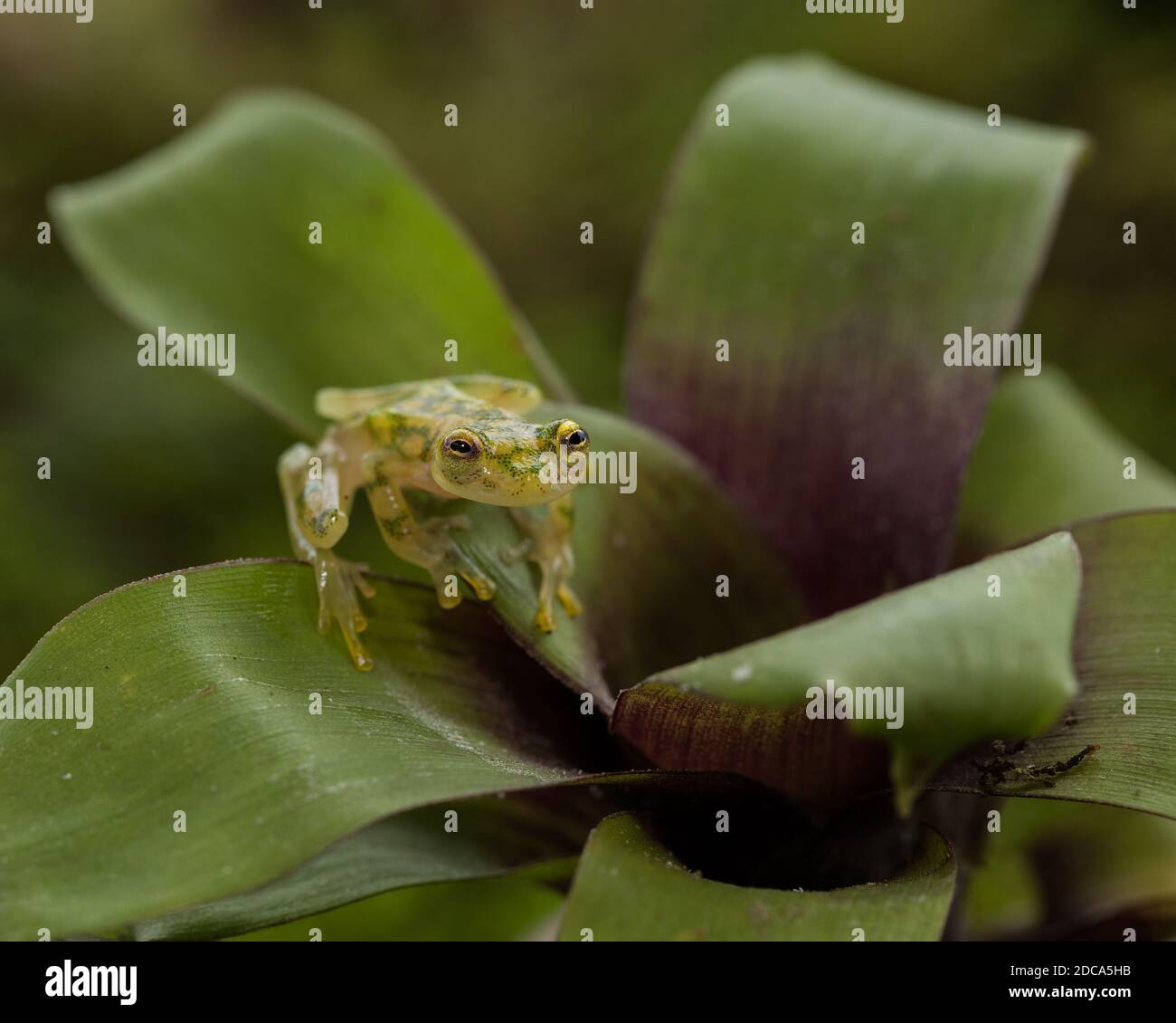 The Reticulated Glass Frog, Hyalinobatrachium valerioi, is a nocturnal ...