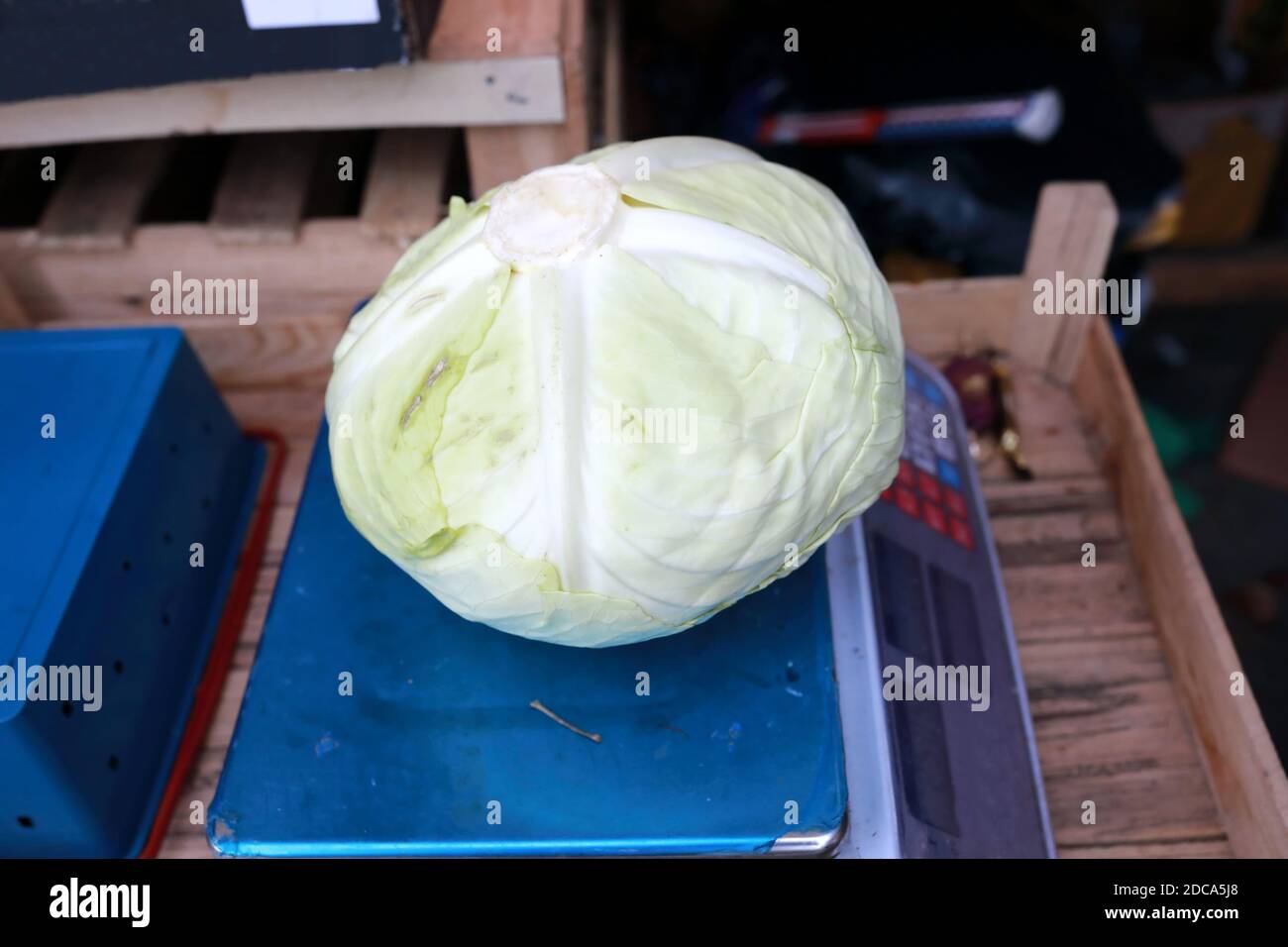 Leafy scales hi-res stock photography and images - Alamy