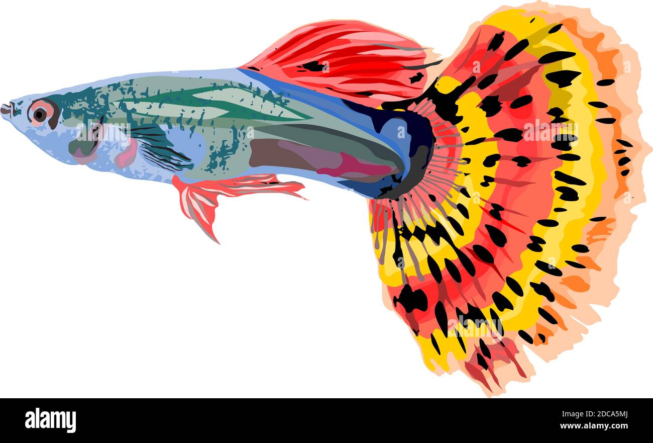 Vector of a guppy fish Stock Vector Image & Art - Alamy