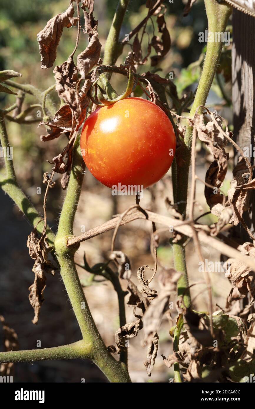View of ripe tomato in the garden Stock Photo - Alamy