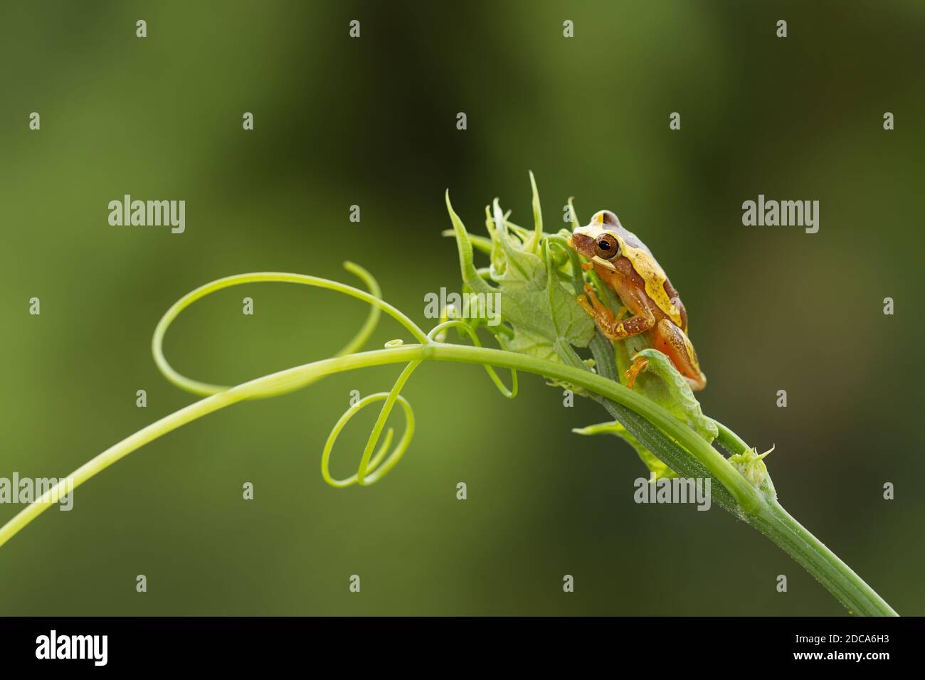 Hourglass Tree Frog High Resolution Stock Photography and Images - Alamy