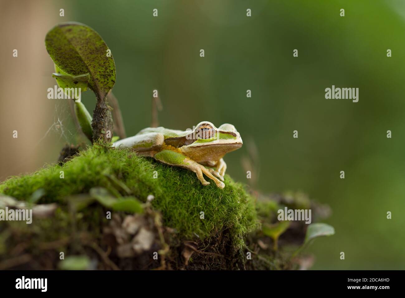 Masked Tree Frog or New Granada Cross-banded Tree Frog lives in ...