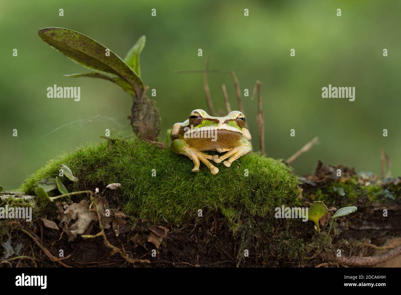 Masked Tree Frog or New Granada Cross-banded Tree Frog lives in ...