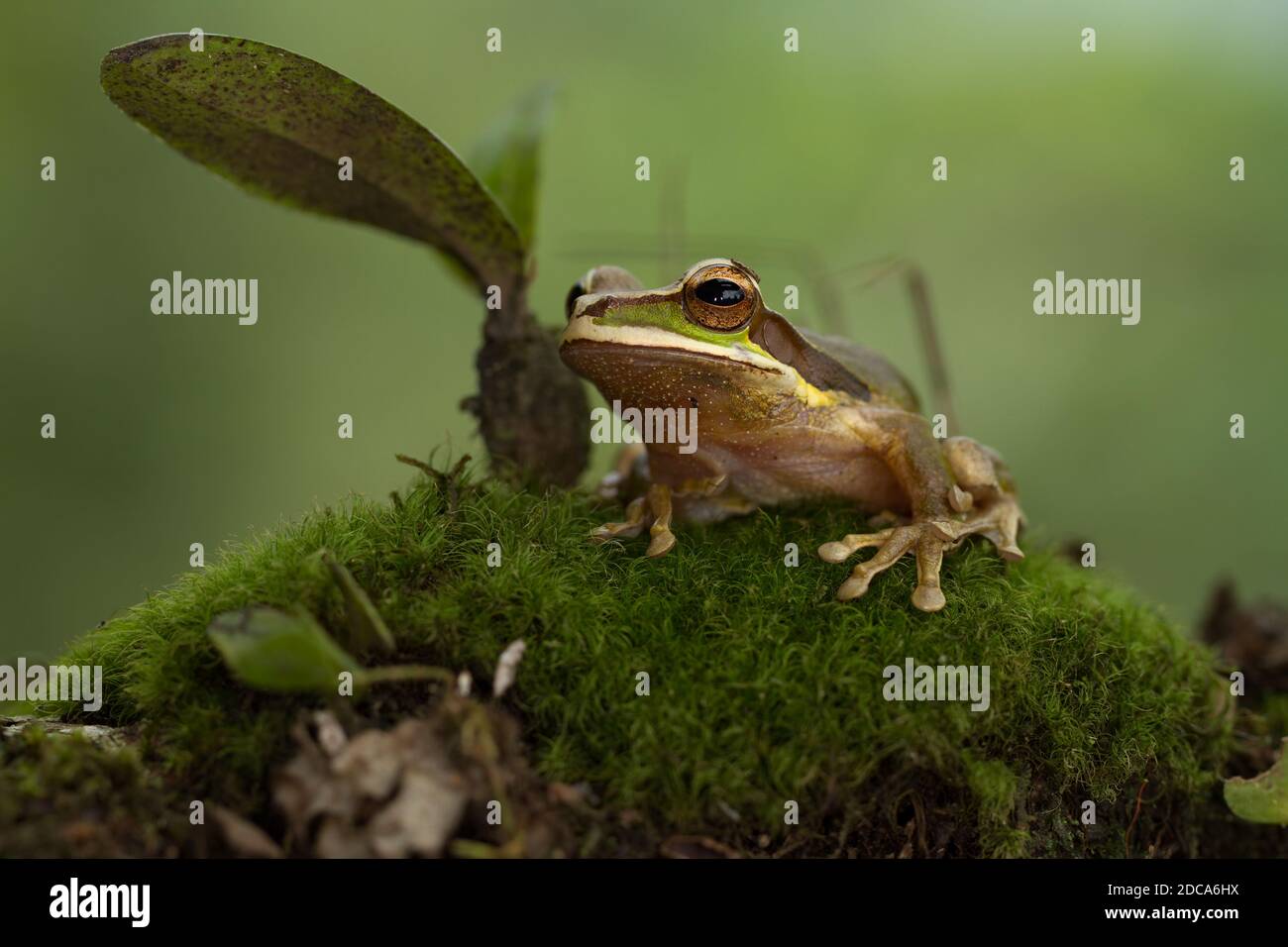 Masked Tree Frog or New Granada Cross-banded Tree Frog lives in ...