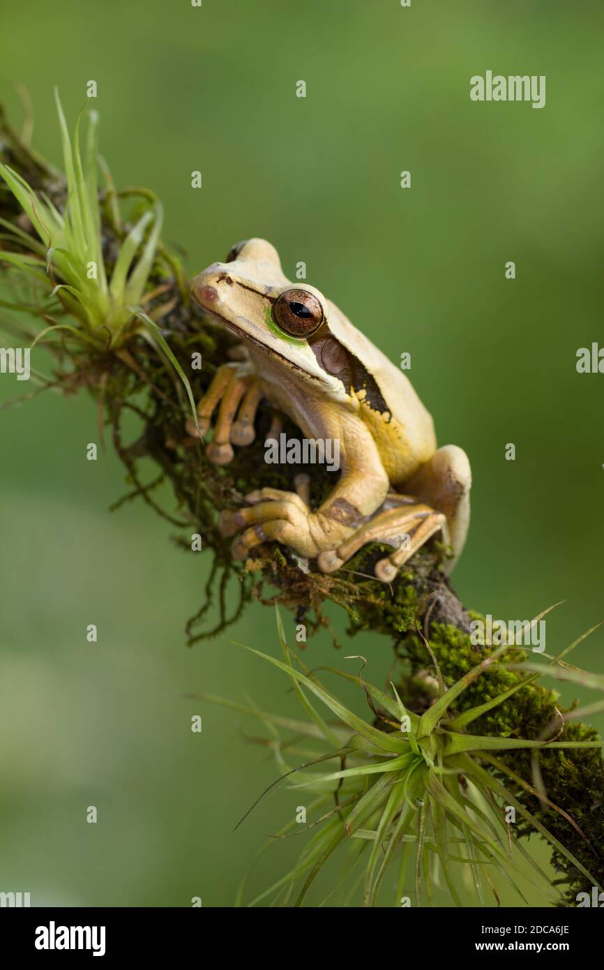Masked Tree Frog or New Granada Cross-banded Tree Frog lives in ...