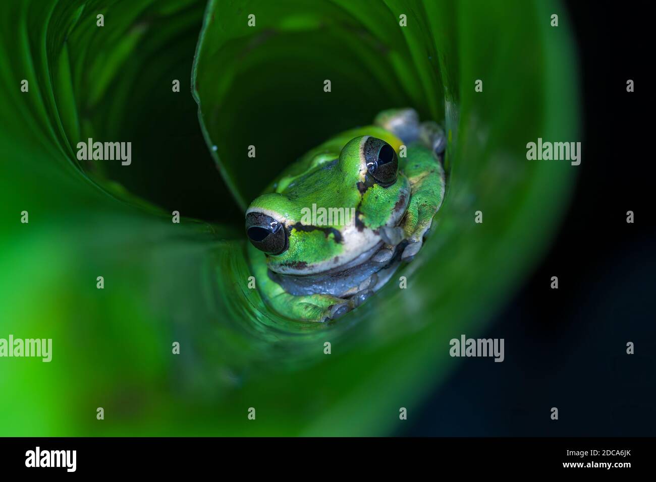 Masked Tree Frog or New Granada Cross-banded Tree Frog hiding inside a ...