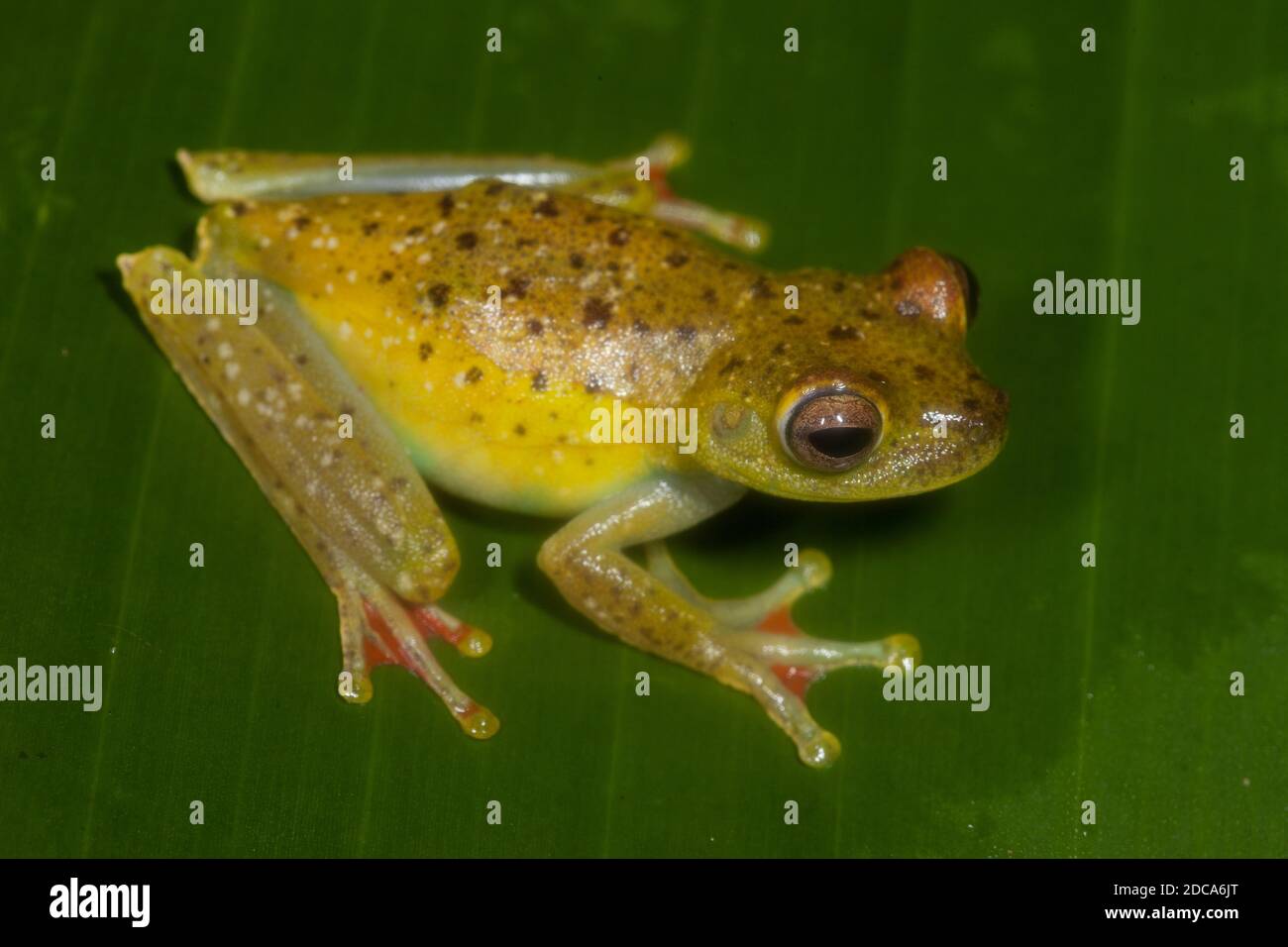 Canal Zone Tree Frog High Resolution Stock Photography and Images - Alamy