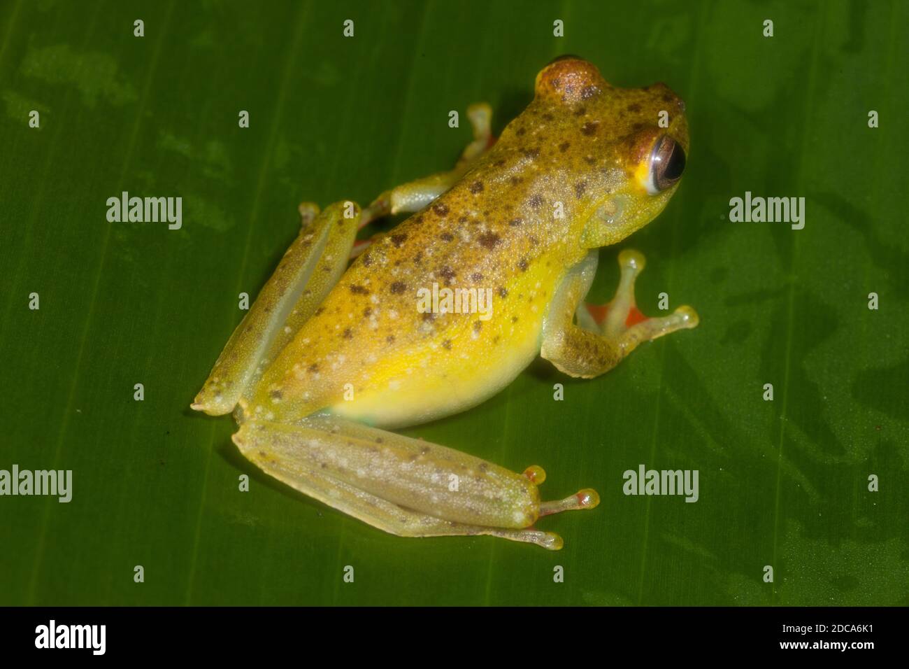 Canal Zone Tree Frog High Resolution Stock Photography and Images - Alamy