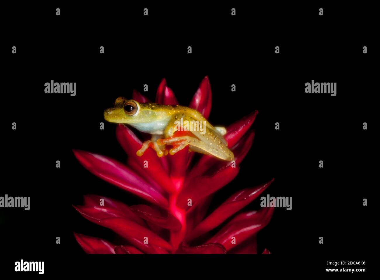 The Scarlet-webbed or Red-webbed Tree Frog on a red ginger flower in ...