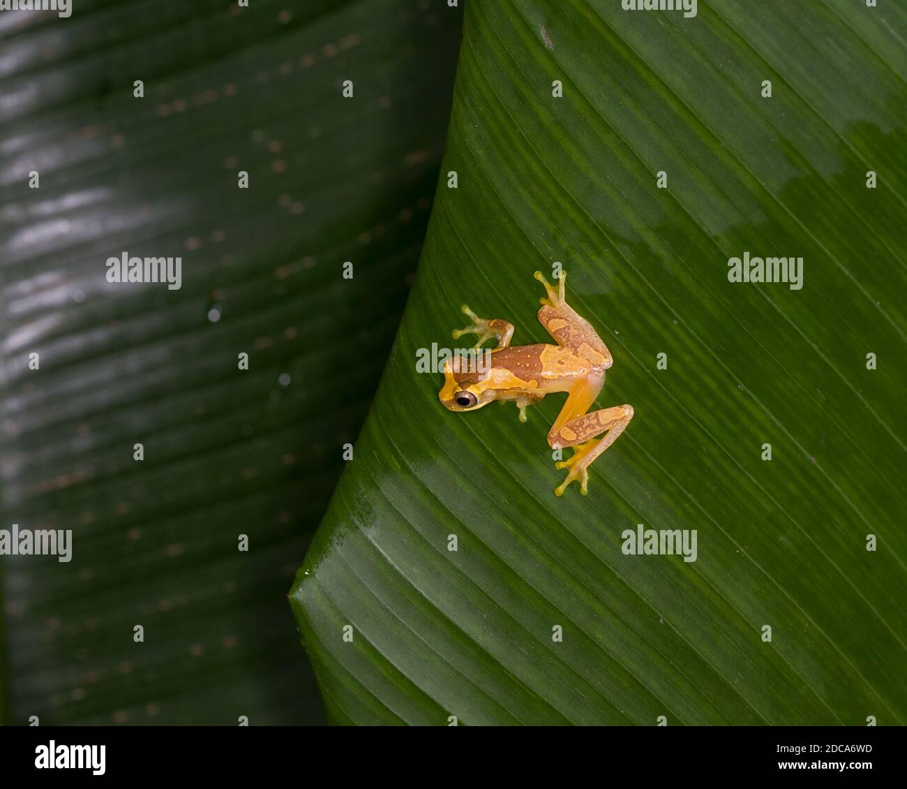 Hourglass Treefrog, Dendropsophus ebraccatus, on a banana leaf in Costa ...