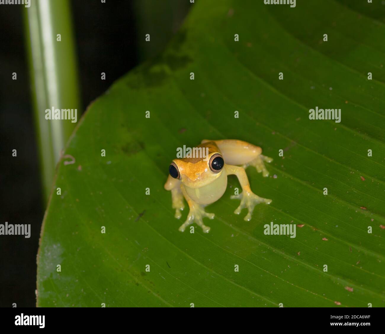 Hourglass Treefrog, Dendropsophus ebraccatus, on a banana leaf in Costa ...