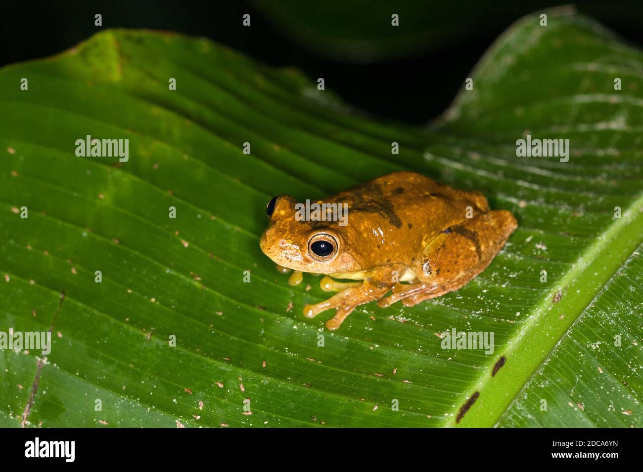 Loquacious tree frog tlalocohyla loquax hi-res stock photography and ...