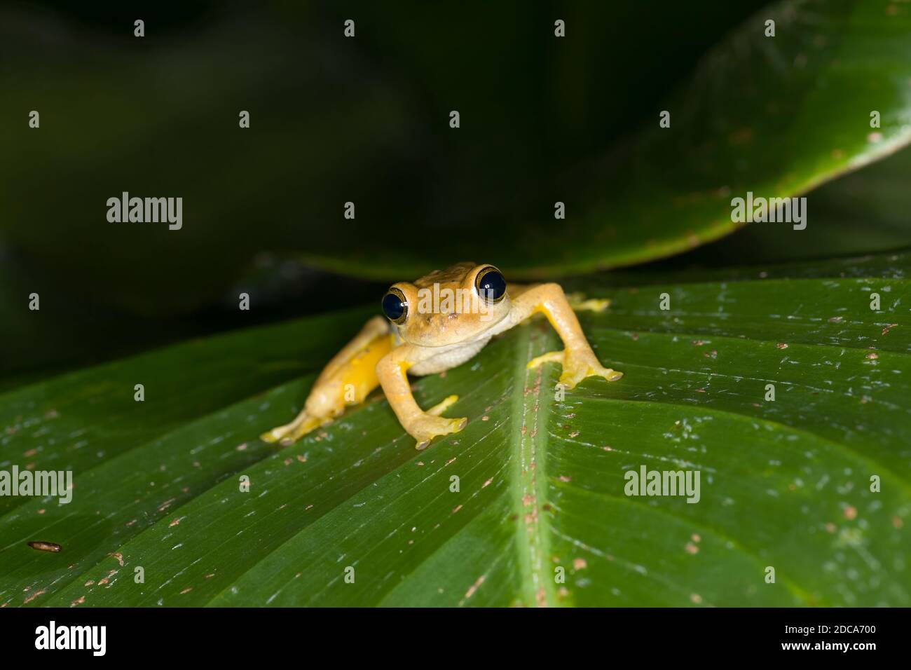 An Olive Tree Frog on a leaf at night in the rainforest of Costa Rica ...