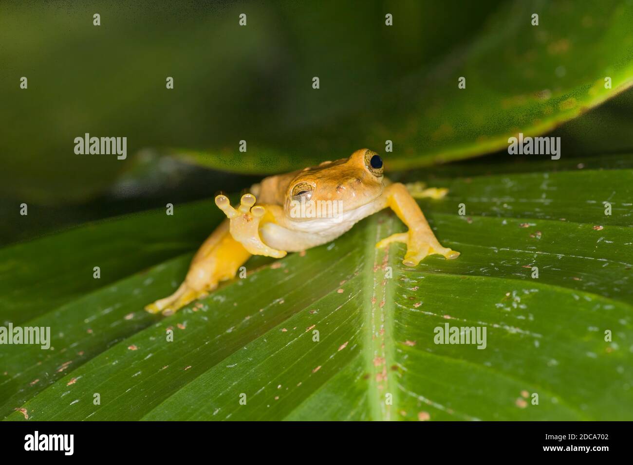 An Olive Tree Frog on a leaf at night in the rainforest of Costa Rica ...