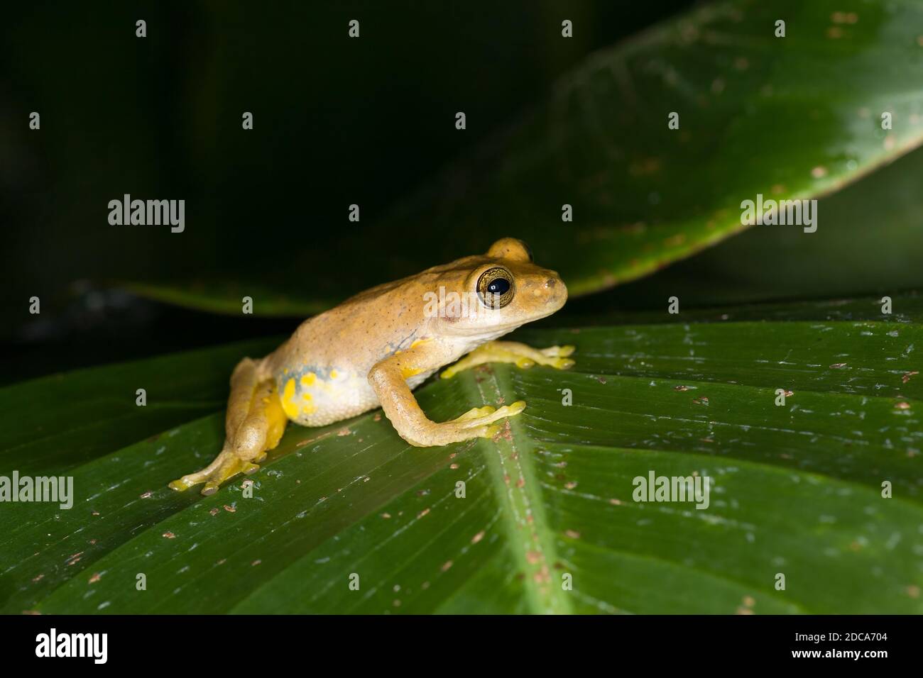 An Olive Tree Frog on a leaf at night in the rainforest of Costa Rica ...