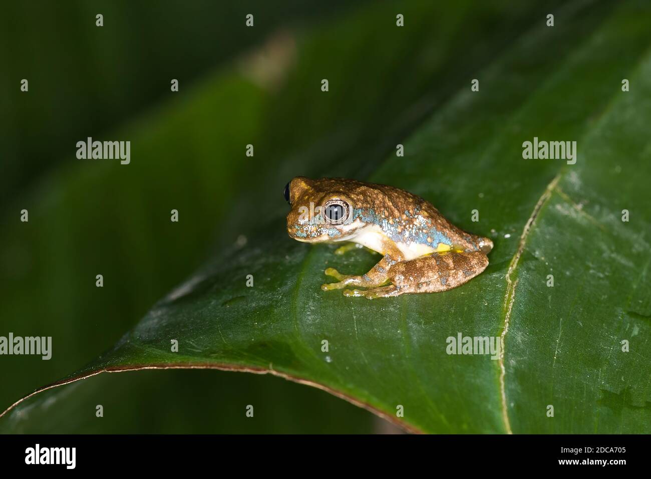 An Olive Tree Frog on a leaf at night in the rainforest of Costa Rica ...
