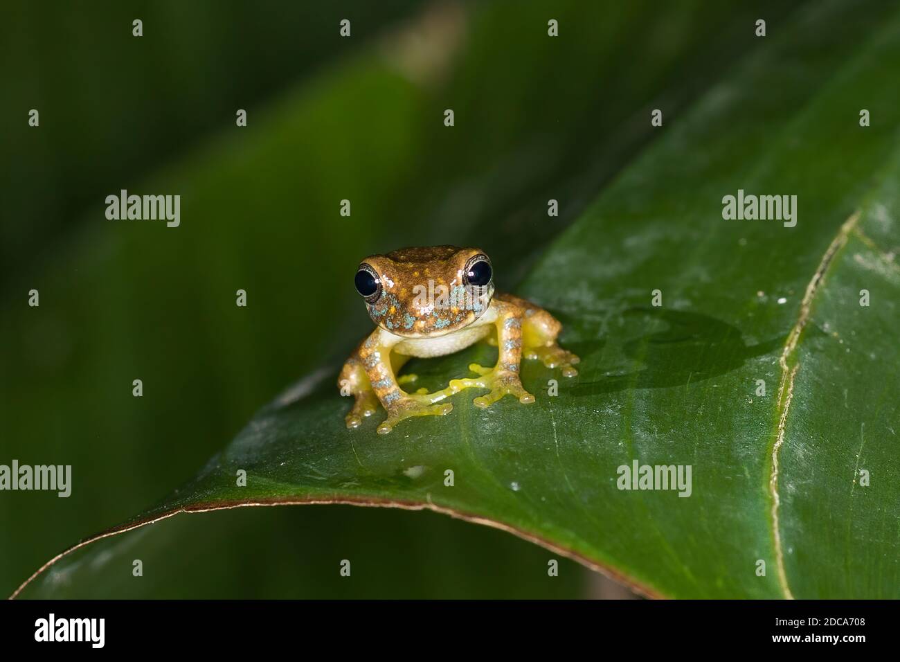 An Olive Tree Frog on a leaf at night in the rainforest of Costa Rica ...