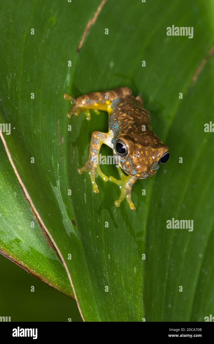 An Olive Tree Frog on a leaf at night in the rainforest of Costa Rica ...