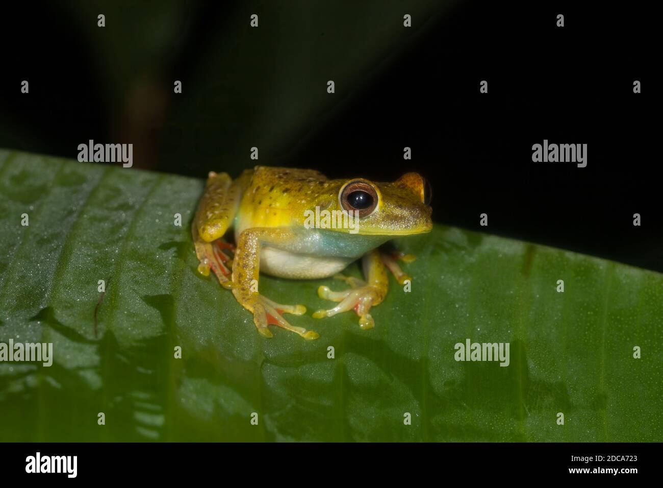 Canal Zone Tree Frog High Resolution Stock Photography and Images - Alamy