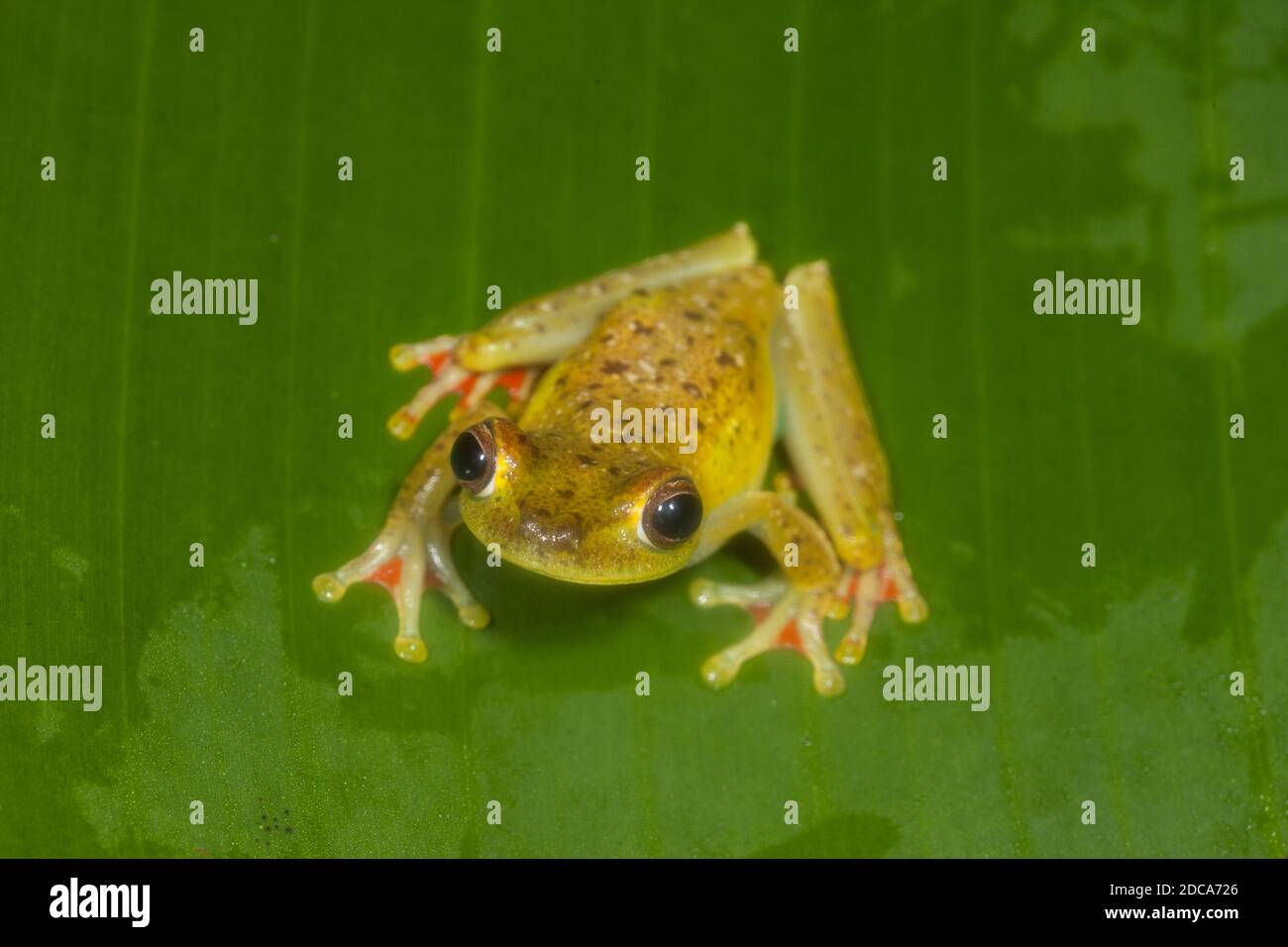 Scarlet webbed treefrog boana rufitela hi-res stock photography and ...