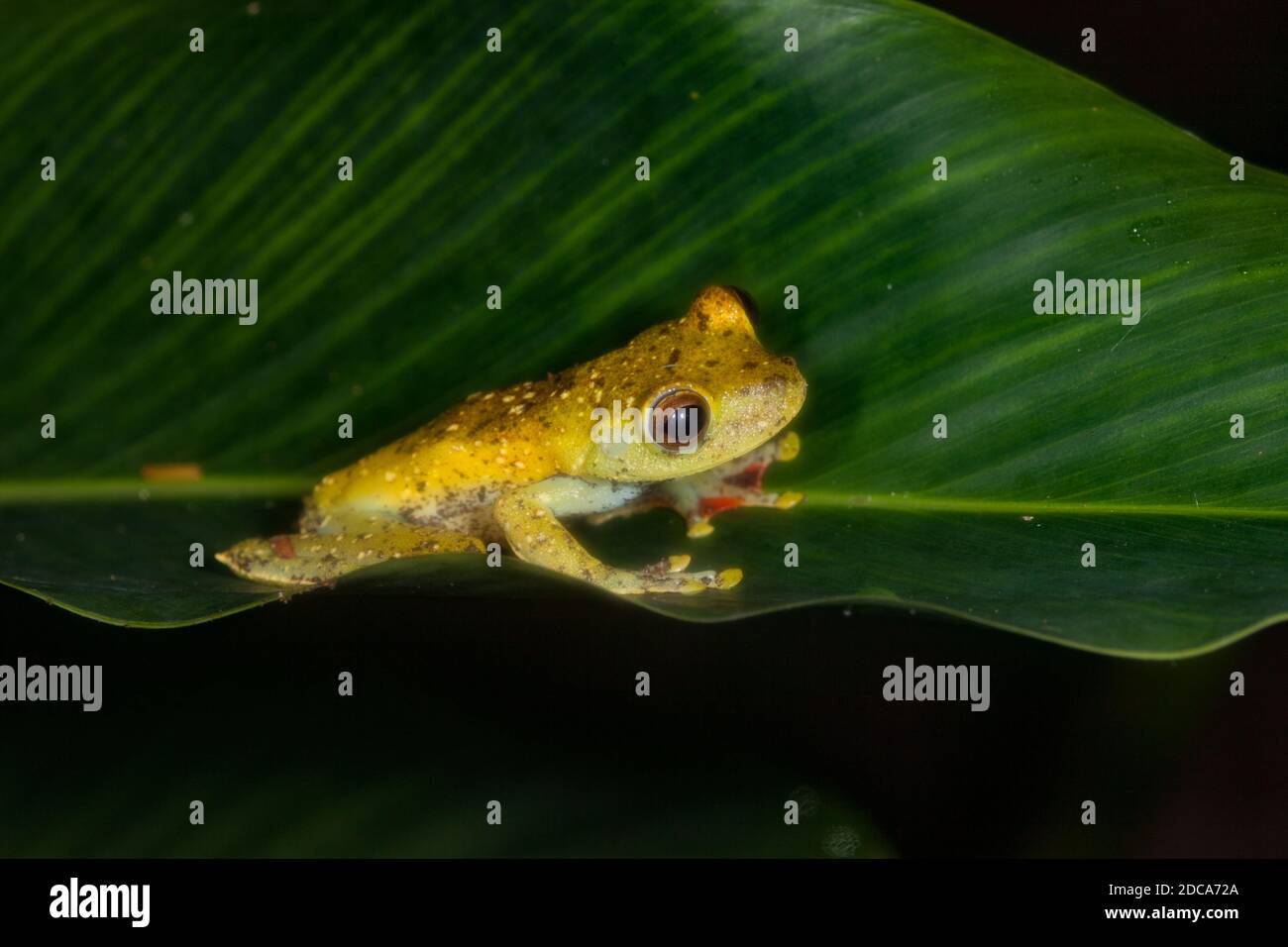 The Scarlet-webbed or Red-webbed Tree Frog is found in Costa Rica ...
