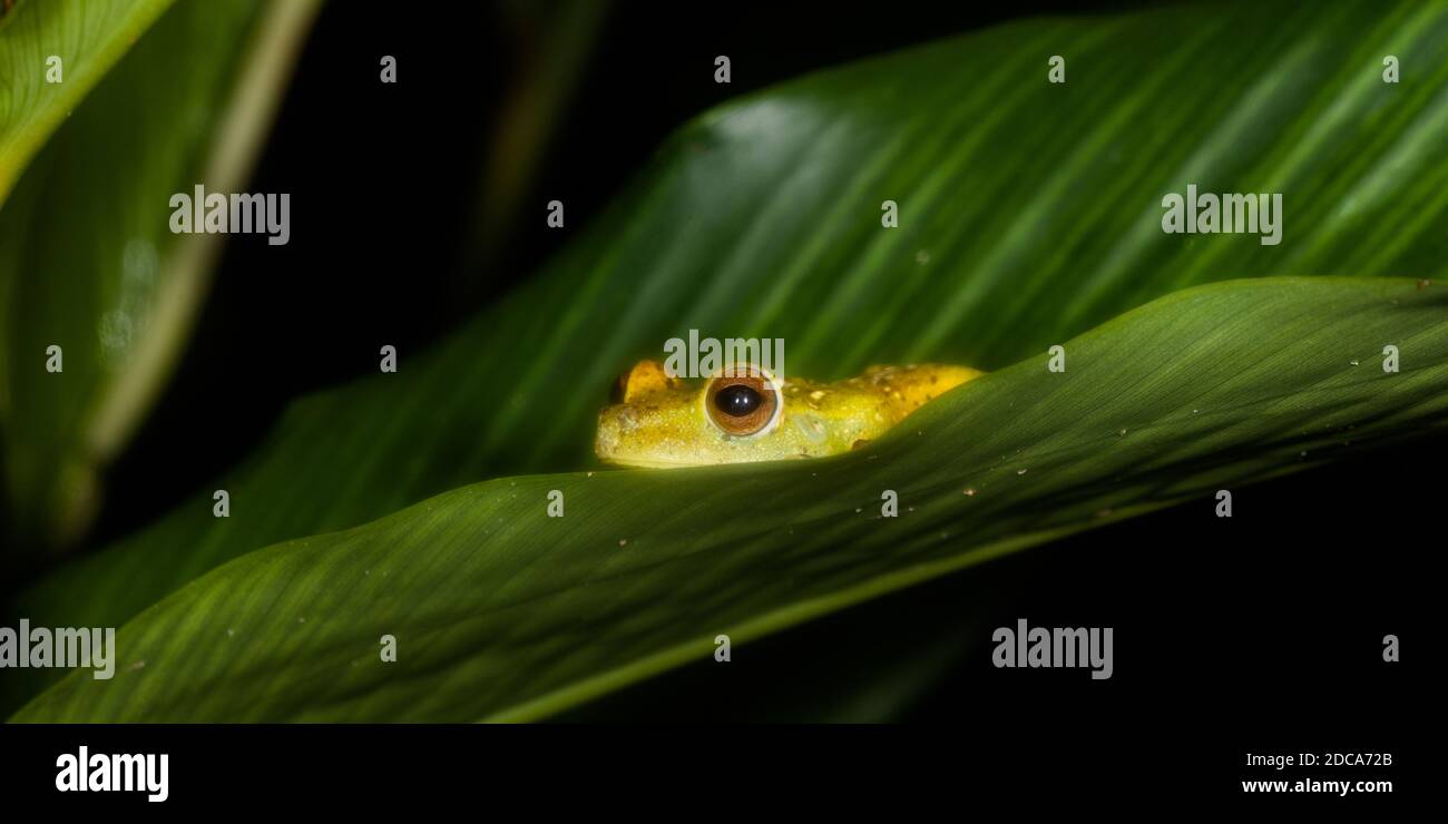 The Scarlet-webbed or Red-webbed Tree Frog is found in Costa Rica ...