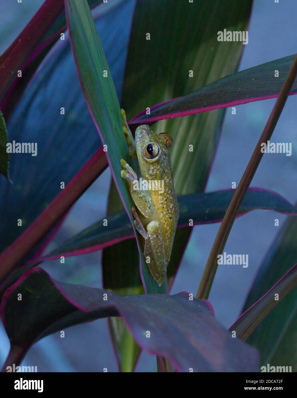 Canal Zone Tree Frog High Resolution Stock Photography and Images - Alamy