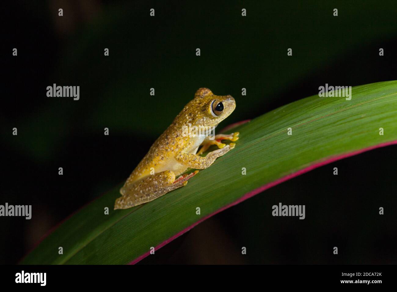 Canal Zone Tree Frog High Resolution Stock Photography and Images - Alamy