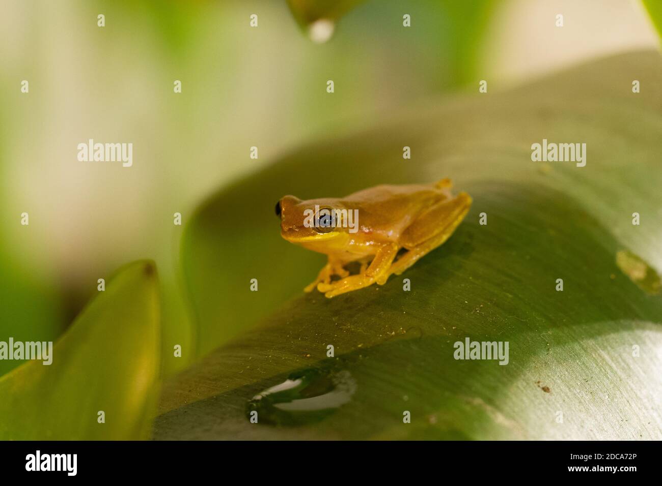 Widespread Species Yellow Treefrog High Resolution Stock Photography ...