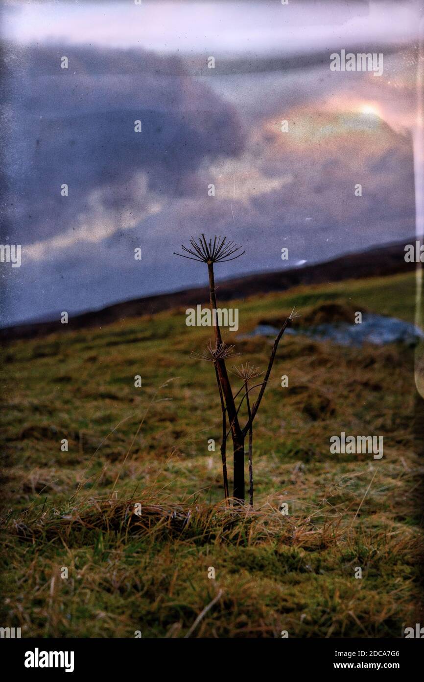 Weed in rural setting hi-res stock photography and images - Alamy